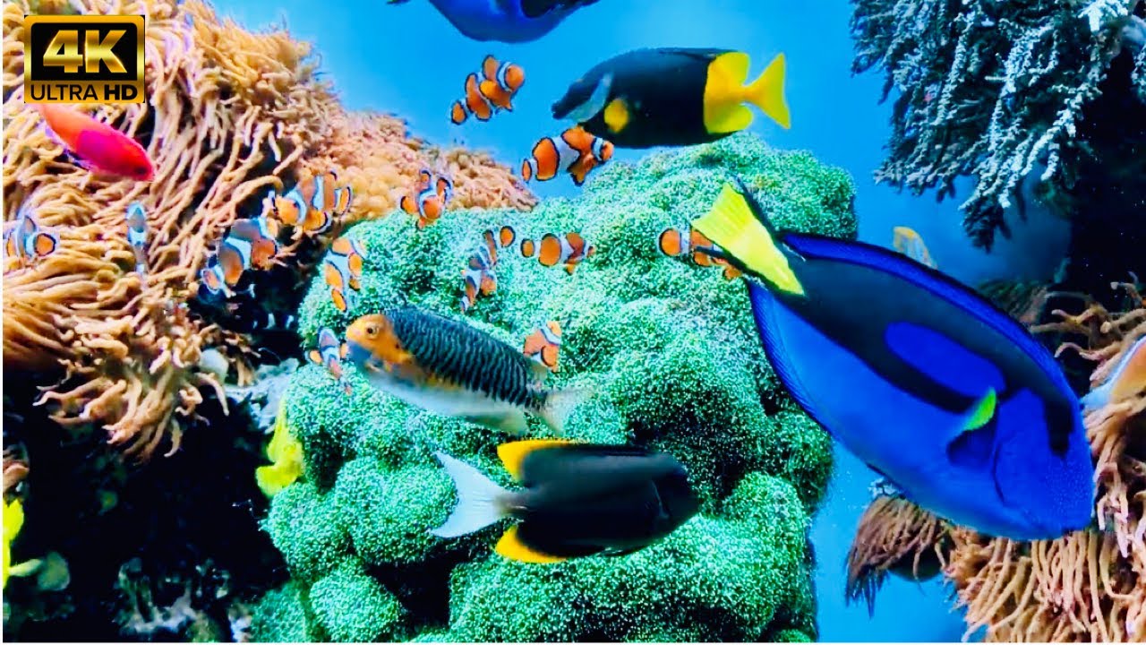 Beautiful Relaxing Music with Ocean Beauty 😃. - YouTube