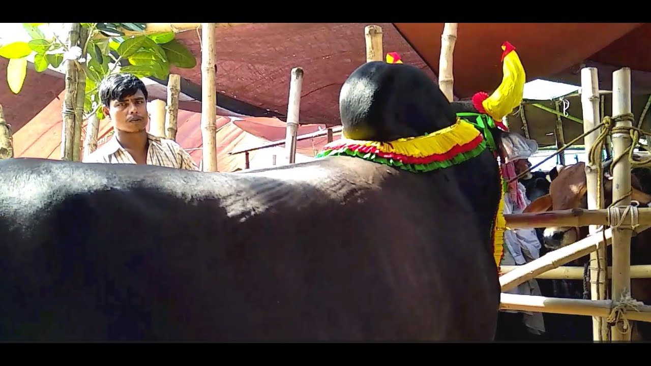 Huge & Perfect Qurbani Bulls || Ashulia Gorur Bazaar || HUNTER || - YouTube