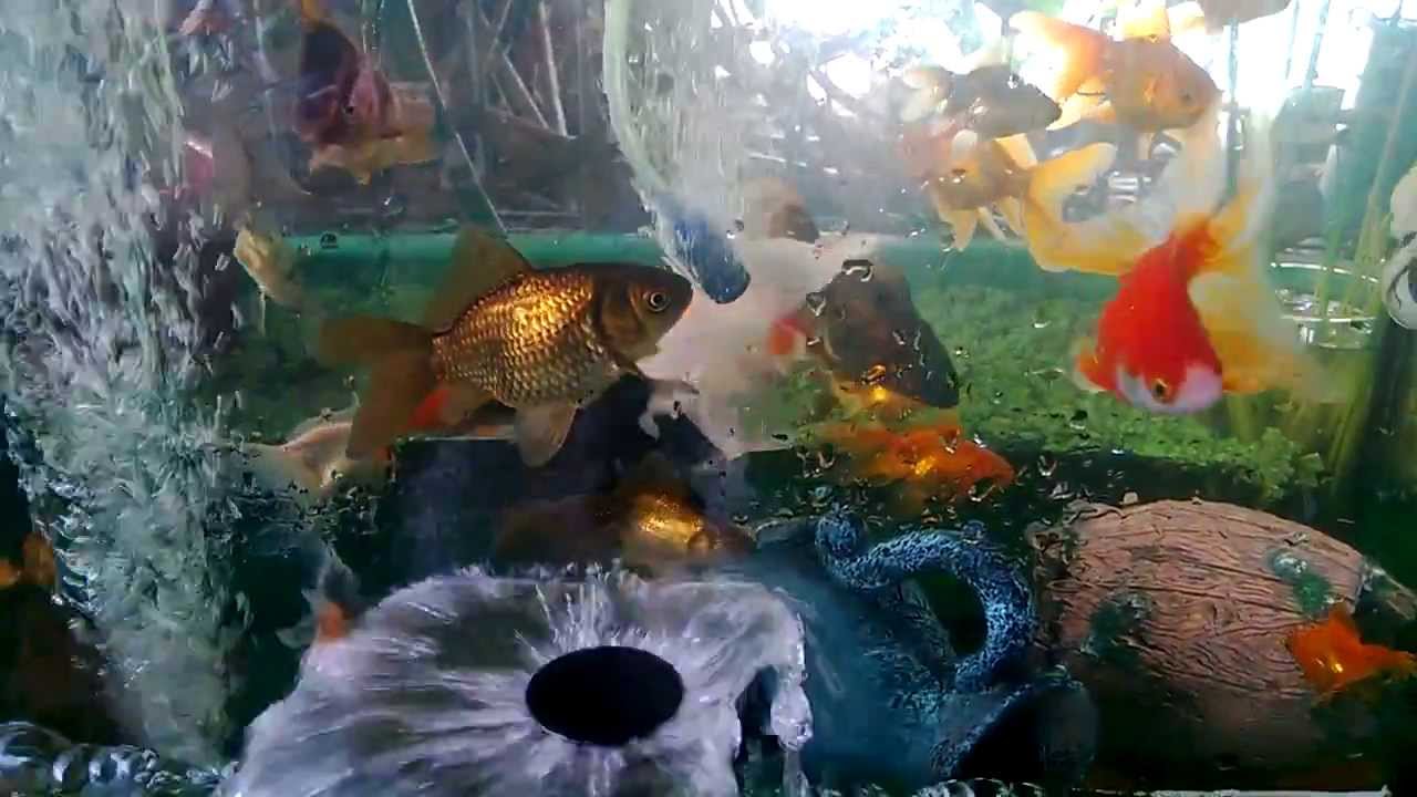 Goldfish - YouTube