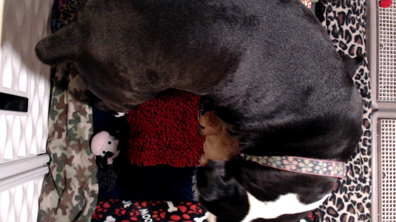 WATCH the Litters of PENNY'S BOXER PUPPIES Live! - YouTube
