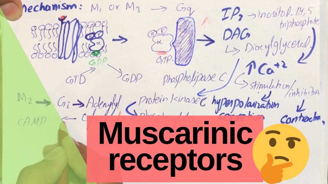 Muscarinic Receptors - Cholinergic receptors | PHARMACOLOGY. - YouTube