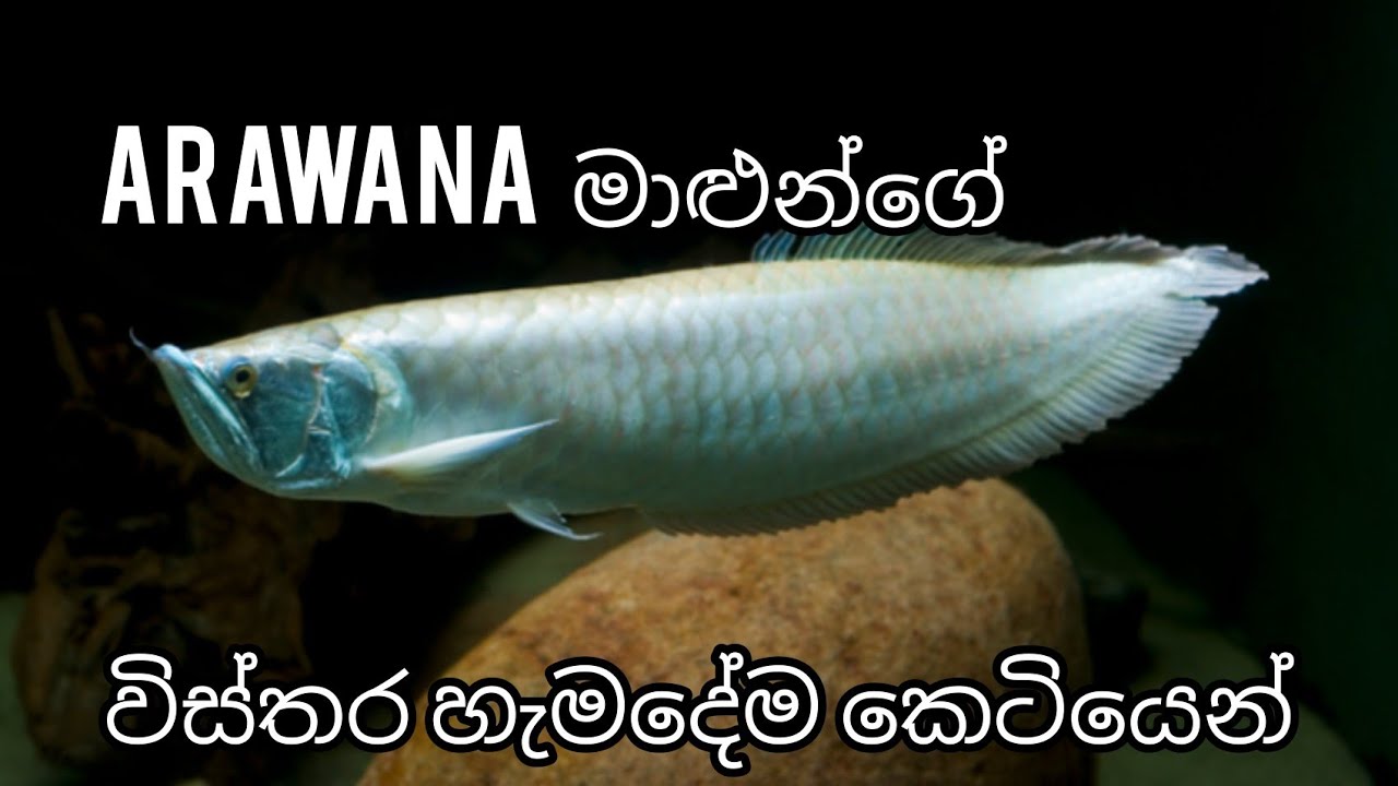 Arawana fish care in sinhala /ඇරවානා මසුන් ගැන හැම දෙයක්ම සිංහලෙන් ...