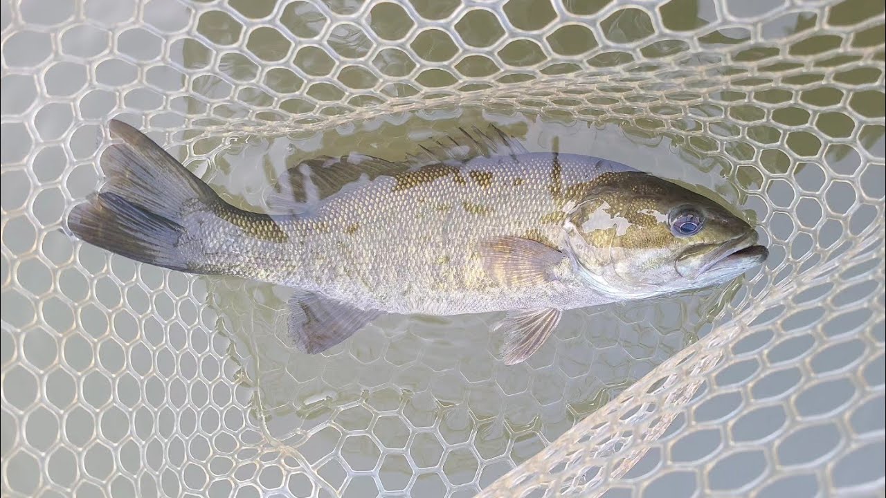 Georgia Bass Slam - caught my first ever Georgia Small Mouth - YouTube