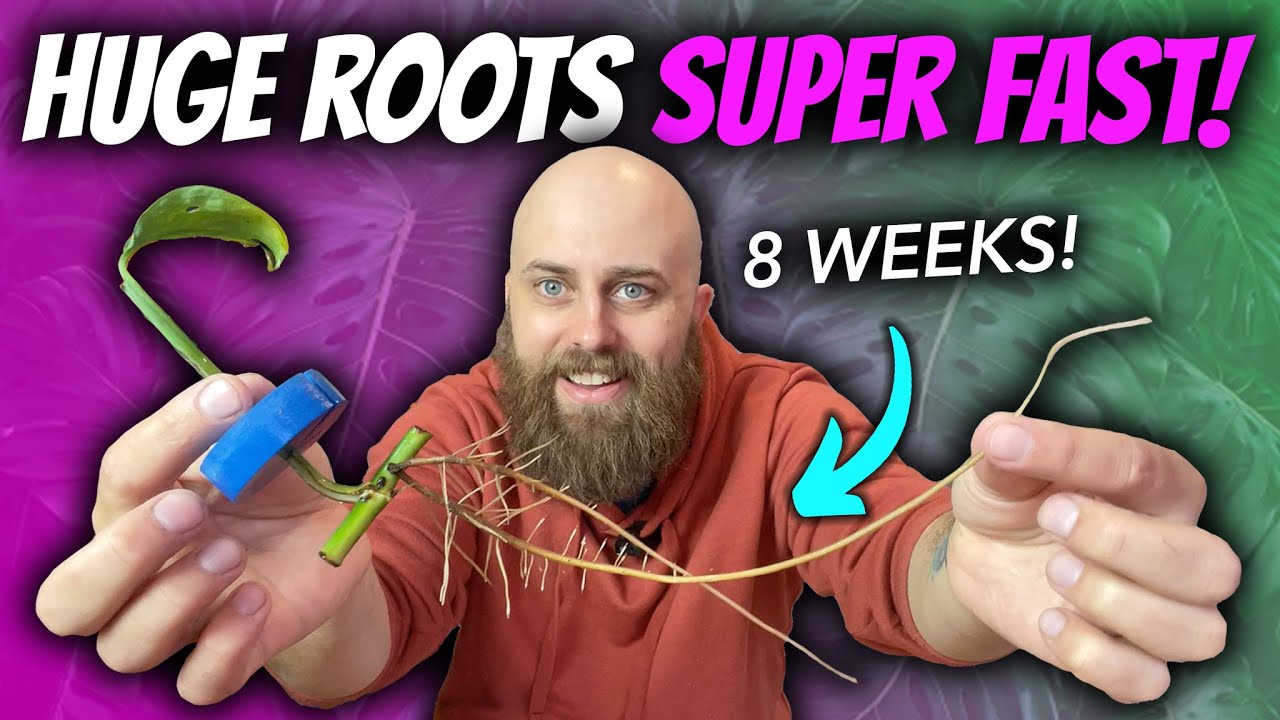 This ROOTING METHOD changes EVERYTHING! | Clone Station Update + Chatty Repot - YouTube