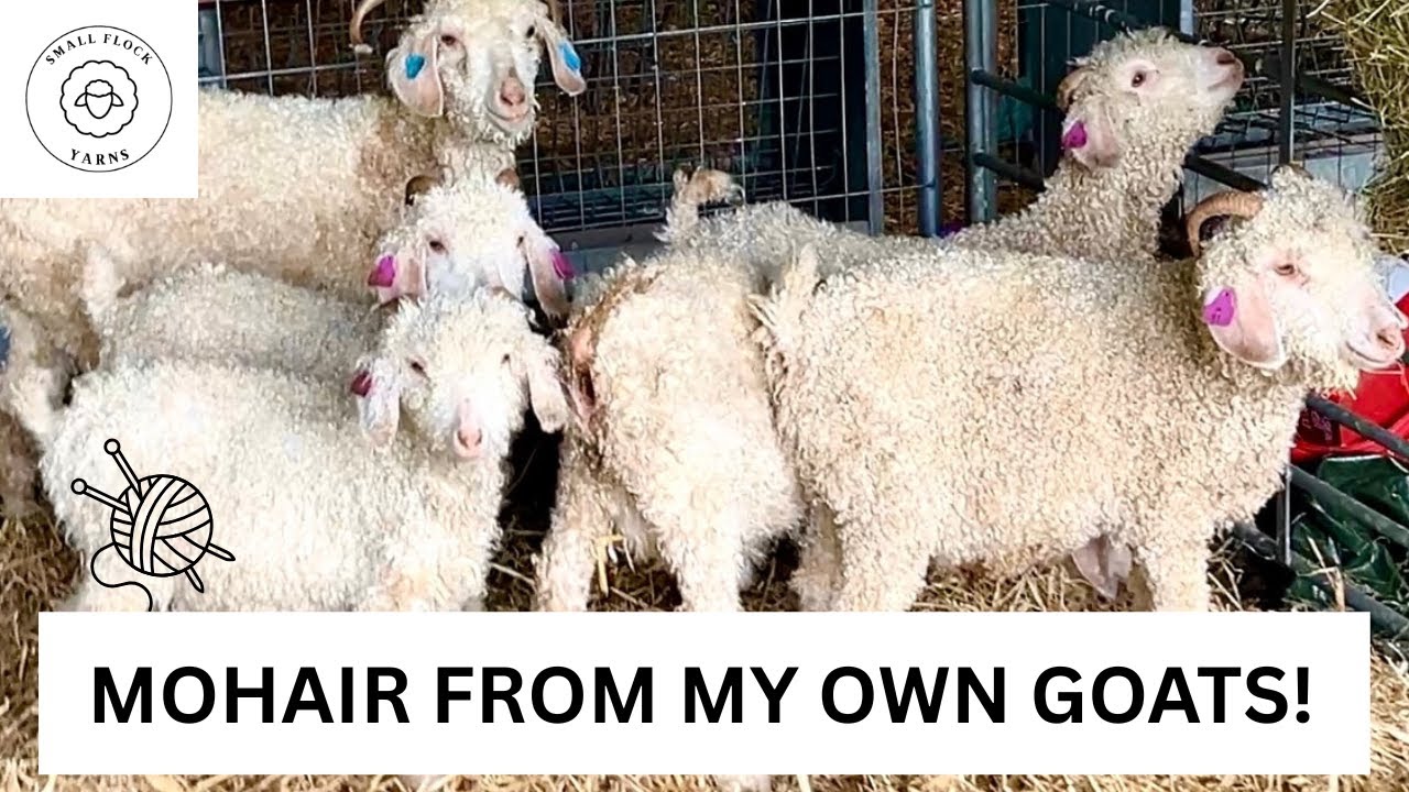 Starting Our Mohair Journey: Raising Angora Goats for Hand Knitting ...
