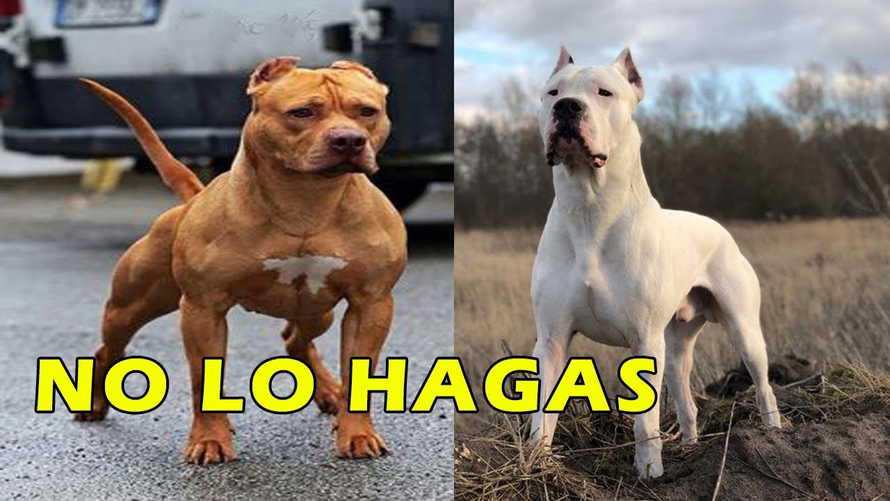 Nunca cruces un pitbull con un dogo argentino o pasará esto - YouTube
