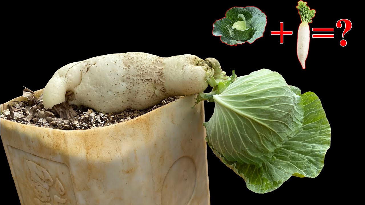 Grafting cabbage with radish - YouTube