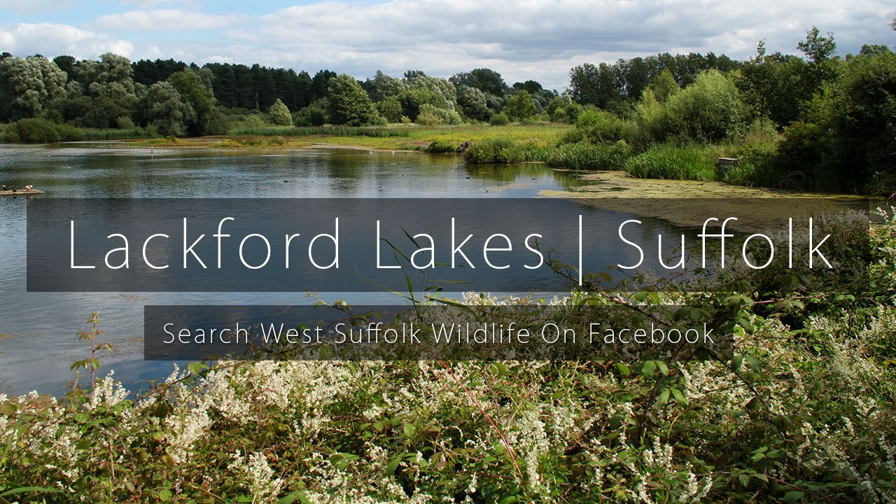 Suffolk Walks: Lackford Lakes | Suffolk Wildlife Trust - YouTube