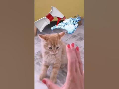 Как отучить котёнка царапаться и кусаться? ️ Вопрос-ответ🤔#кот#кошка# ...