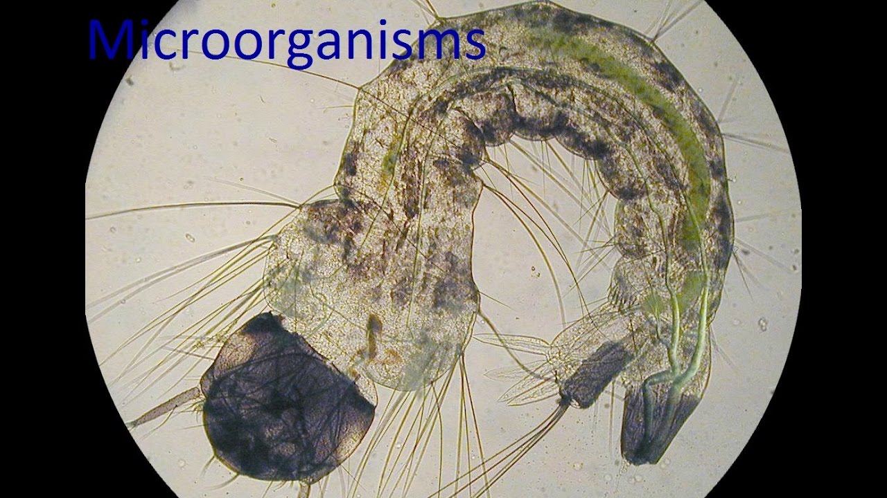 Freshwater Microorganisms - YouTube
