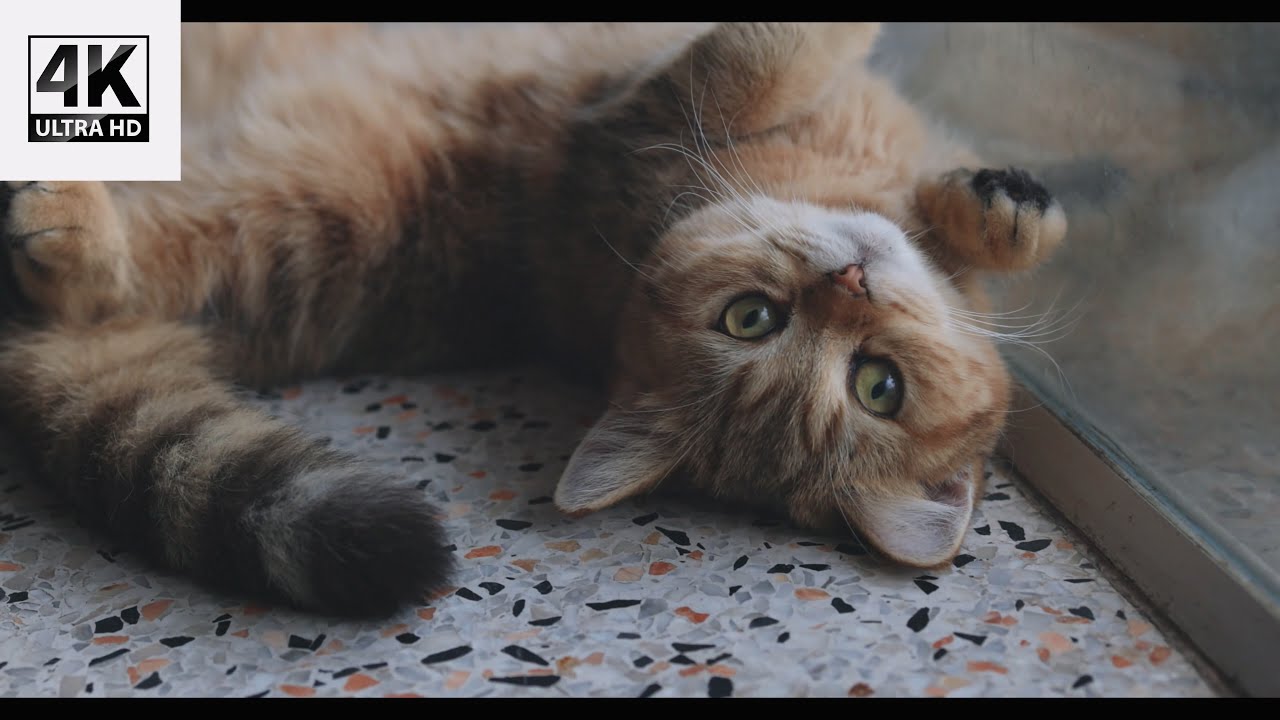 4k - Cats, born to be lonely wayfarer! Great piano music to listen ...
