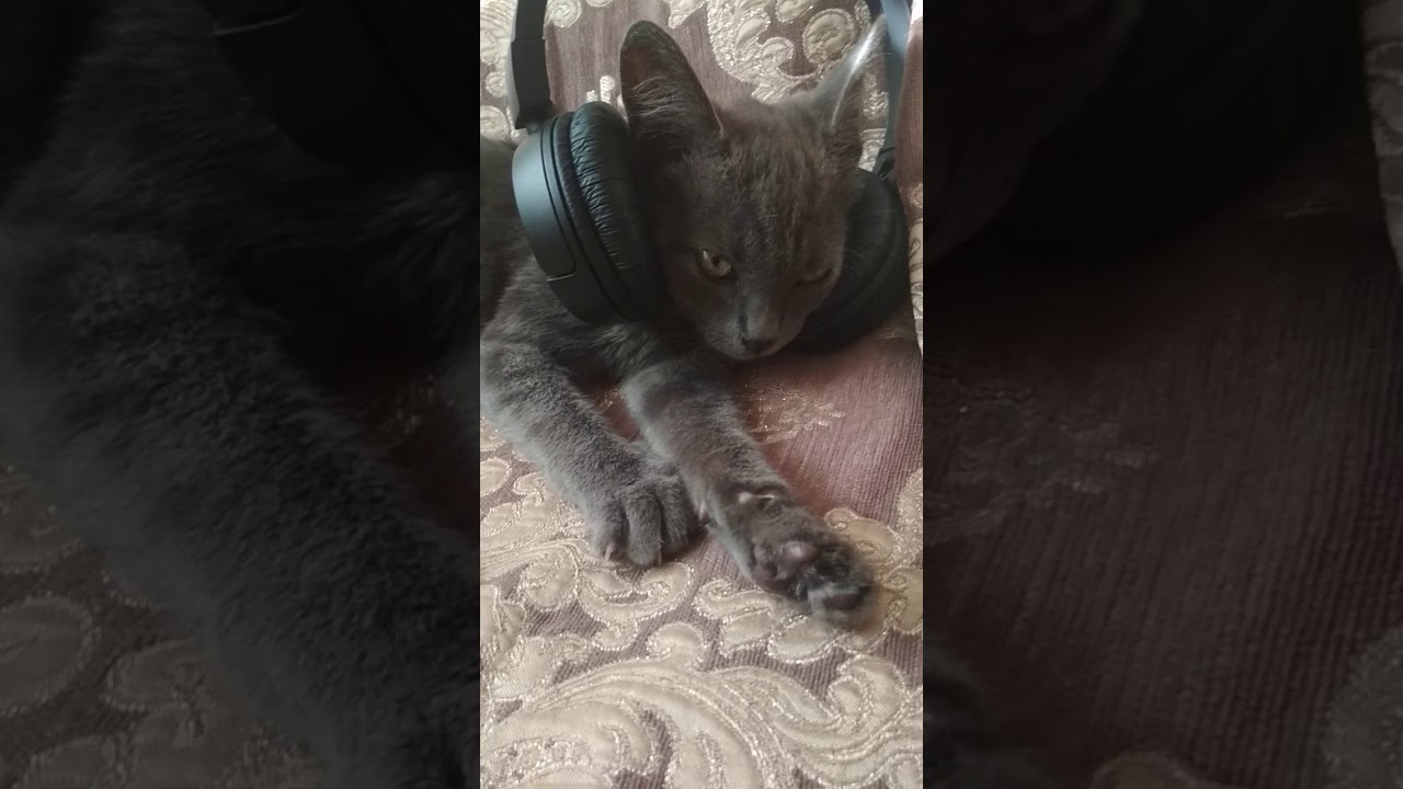 Кот в наушниках Youtube