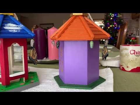 Monarch butterfly pupae