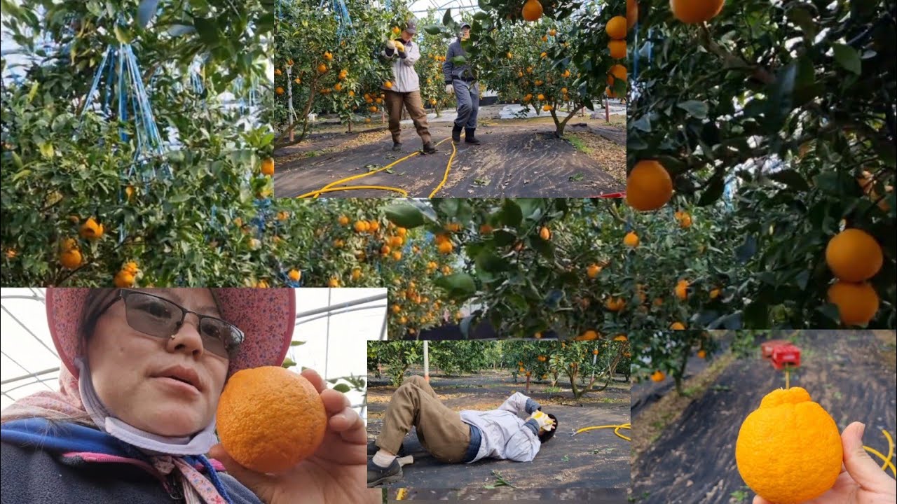 Korea ma mero dainiki #shobharai #fruitfarming #orangefarming - YouTube