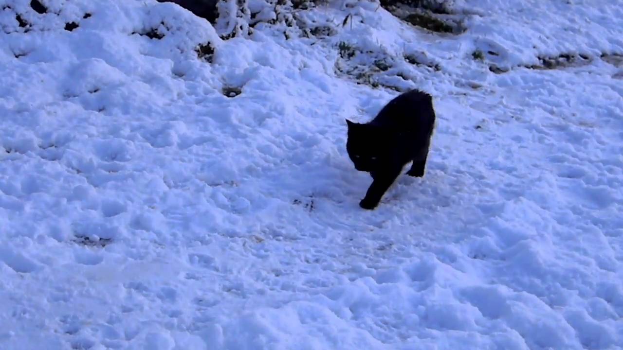 Little Kitten Going Mad In The snow (MUST WATCH VERY CUTE) - YouTube