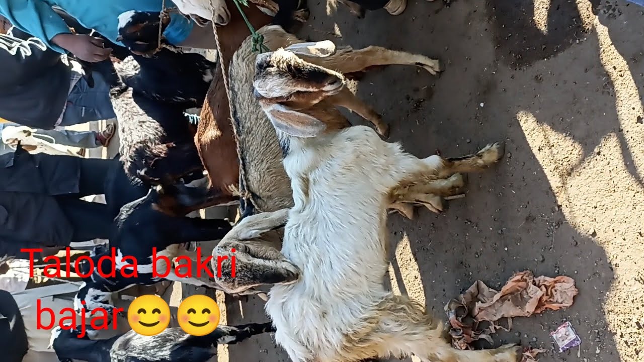 taloda bakri bajar || taloda city || kathewadi goat || #khandeshifarmer ...