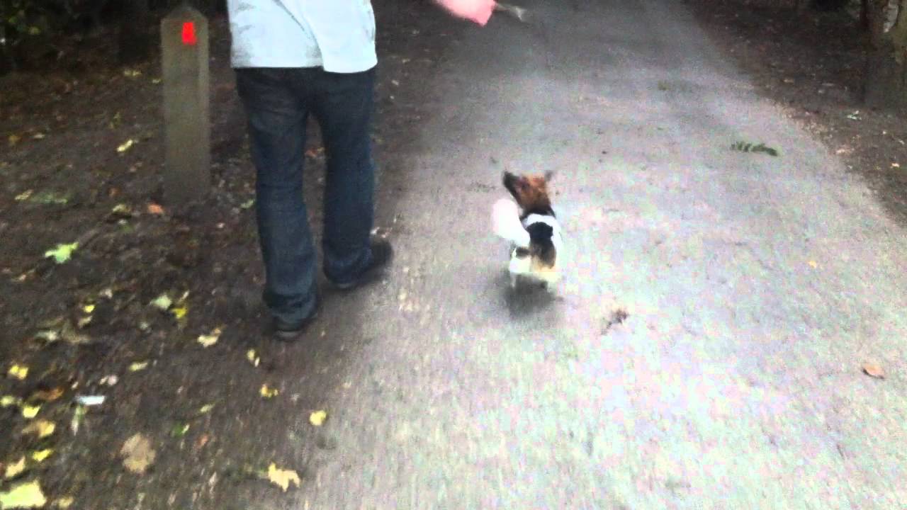 Hilarious Dog Walking On 2 Legs - YouTube