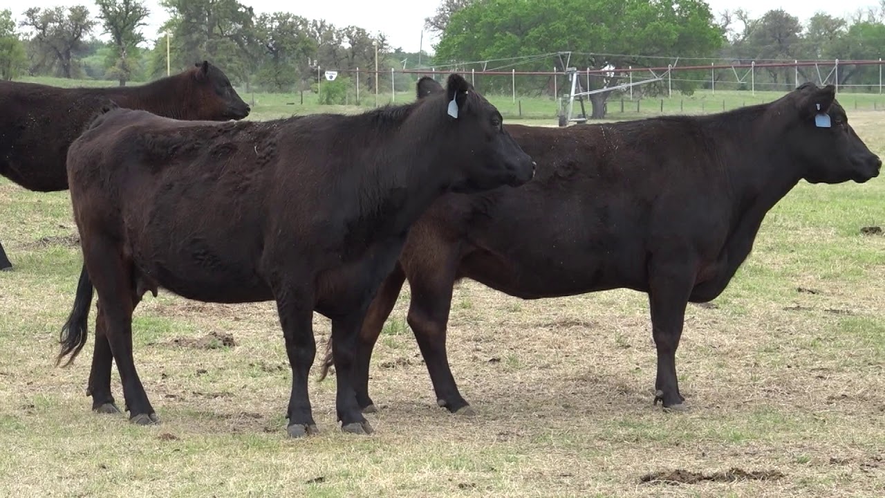 Yolo Ranch Bred 6- to 9-Year-Old Cows - YouTube