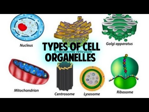 Name of Single, double and non membrane bound cell organelles # ...