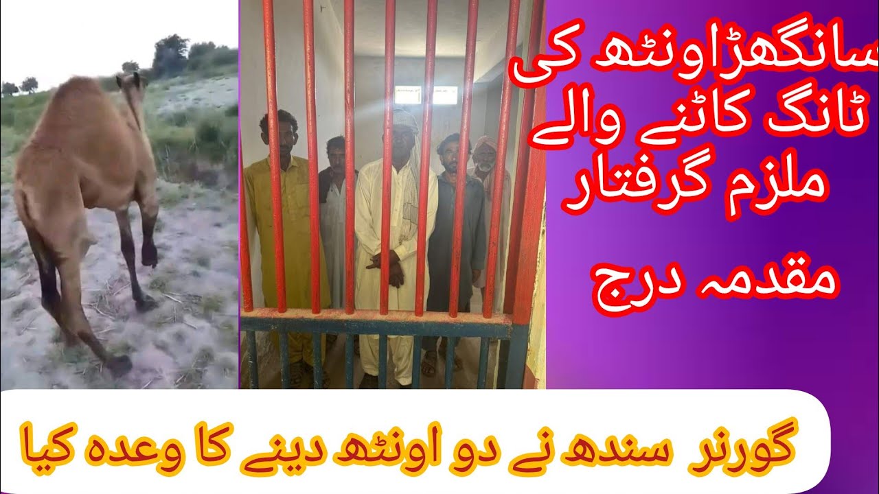 Sanghar Camel Ki Tang Katne Walay Mulzim Hawalat Band @MUQADARTV - YouTube