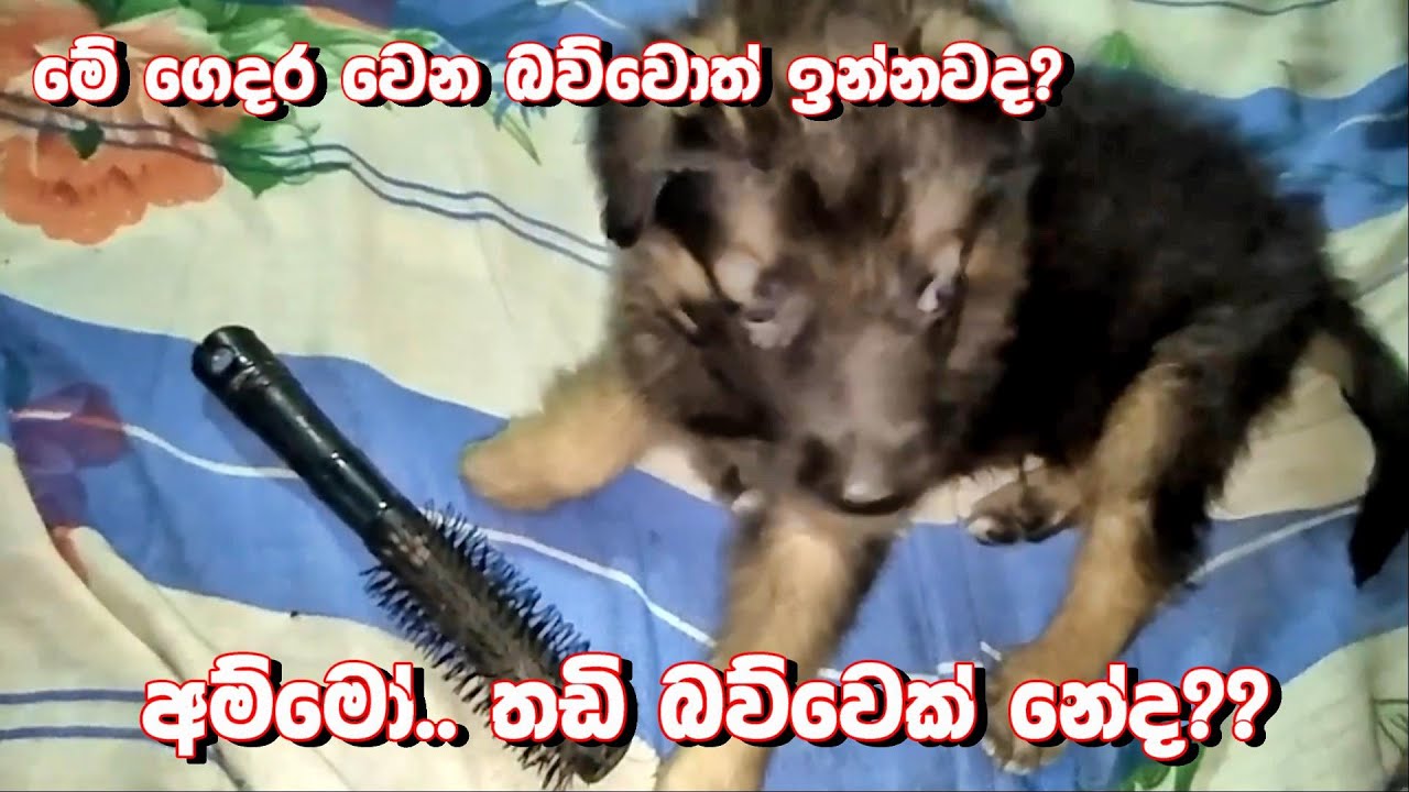 ෂීඩ්ව ගෙදර ගෙනාව දවසේ l මේ ගෙදර වෙන බව්වෝ ඉන්නවද? l අම්මෝ තඩි බව්වෙක් ...