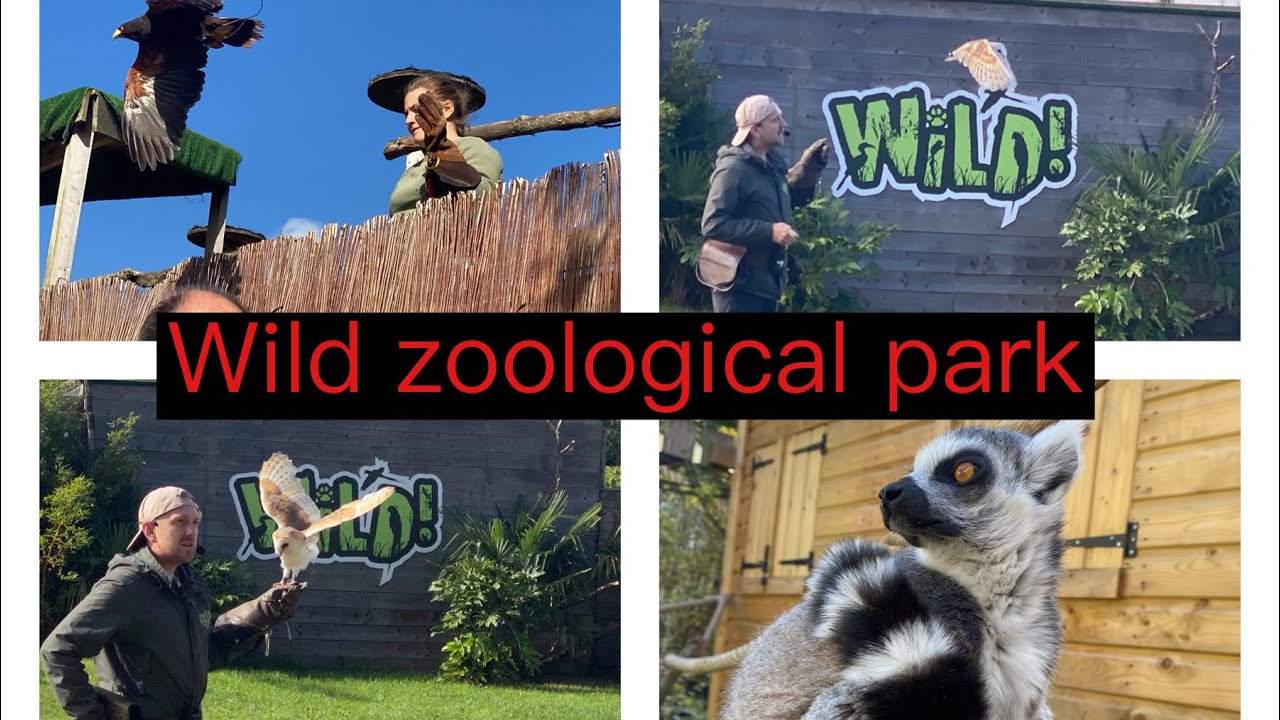 Wild zoological park/ animals shows and loads of amazing animals - YouTube