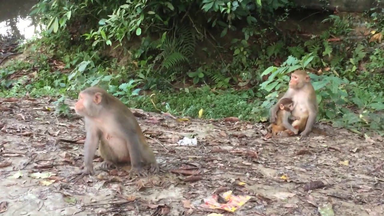 Monkey Fun - YouTube