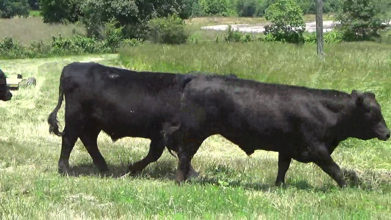 75 Steers Arab Livestock Market 6-2-2020 - YouTube