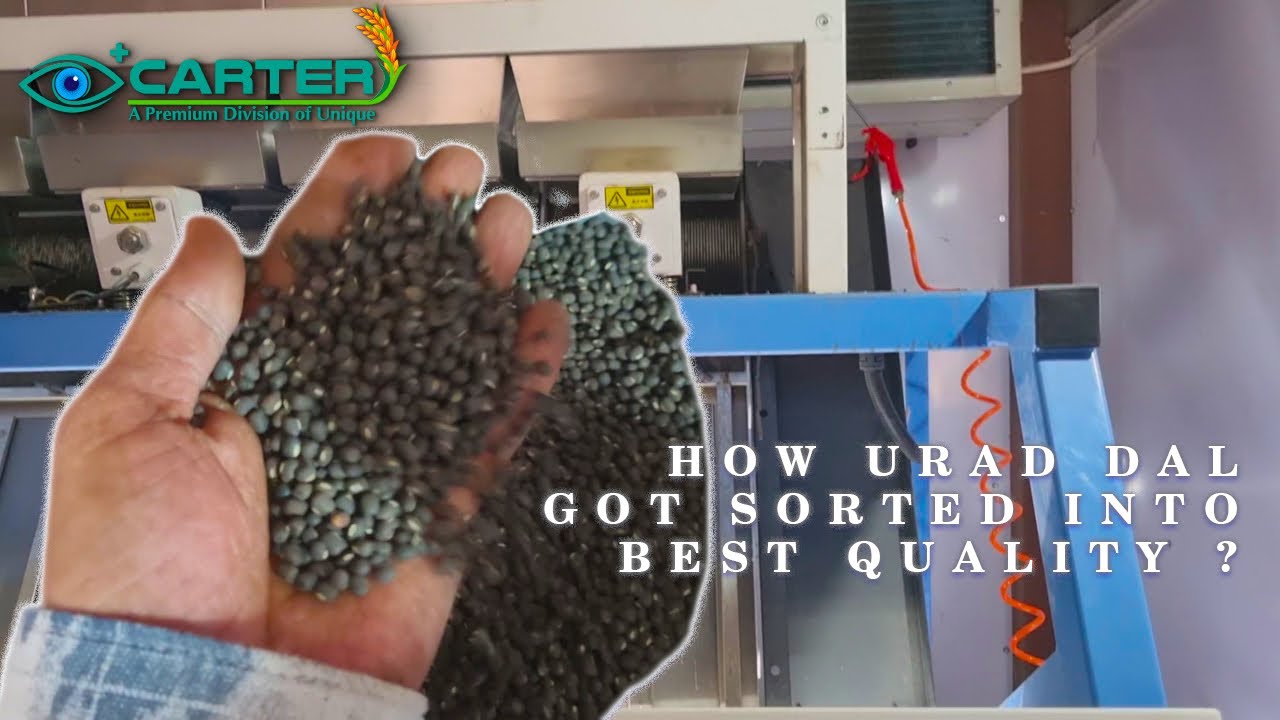 How Vigna mungo/urad dal got sorted into best quality || Carter Unique ...