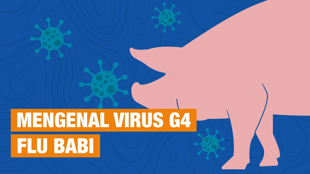 [INFO GRAFIS] Mengenal Virus G4, Flu Babi Jenis Baru dari China - YouTube