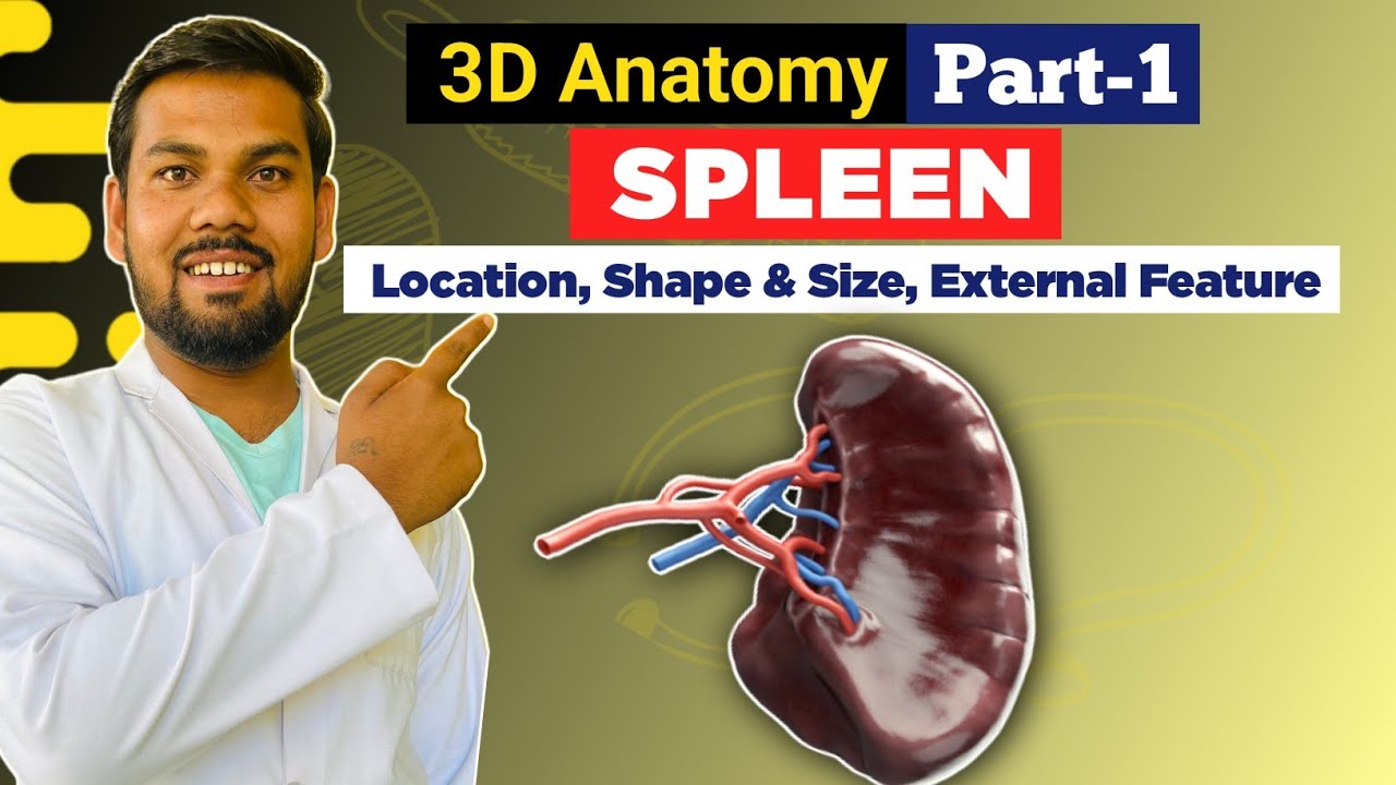 Part-1 | Spleen Anatomy | Location and All External Features Explained ...