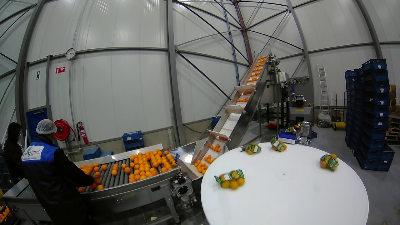 Our new citrus packaging line - YouTube