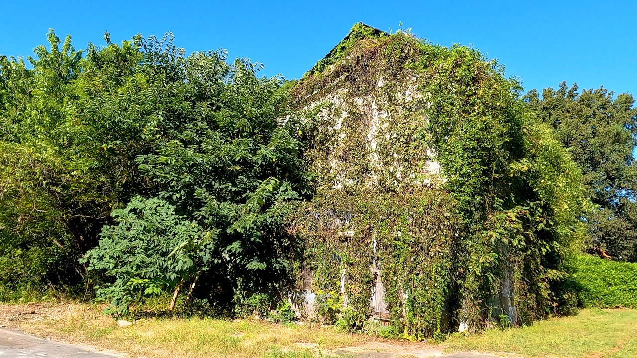 Nature Reclaiming Buildings & Homes in Cairo, Illinois - YouTube