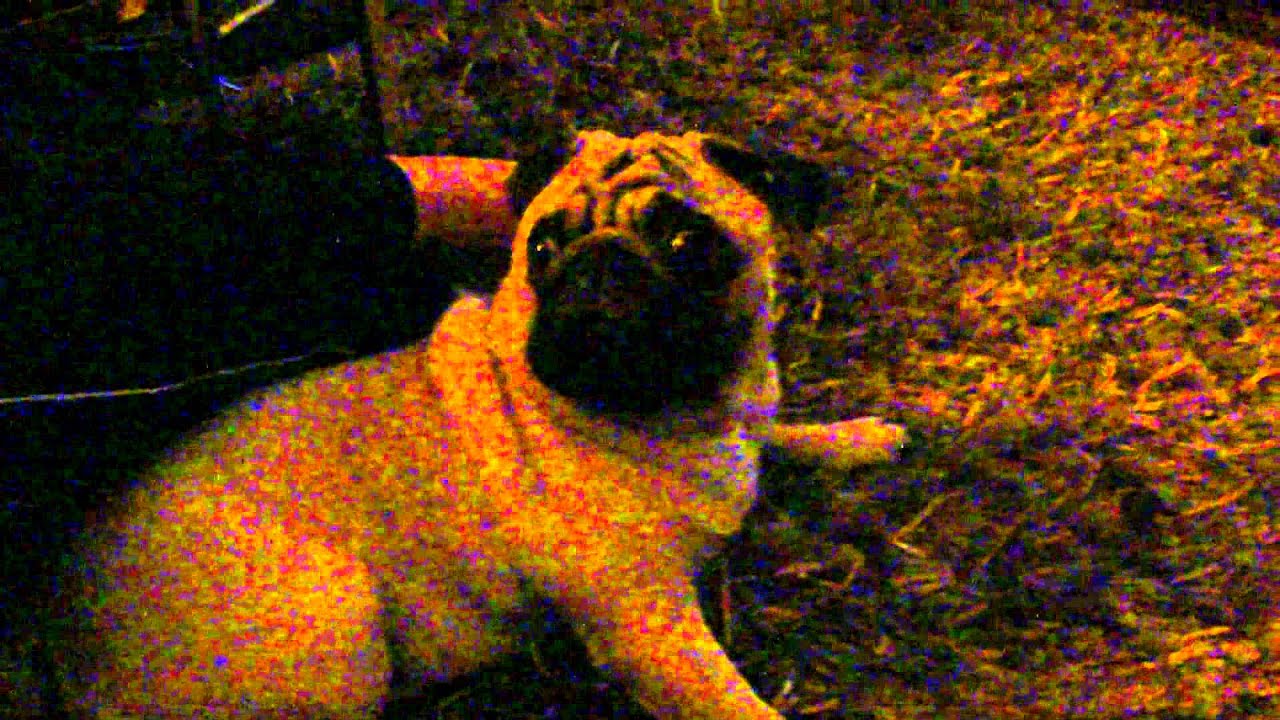 Oliver - pug scared by fart - YouTube