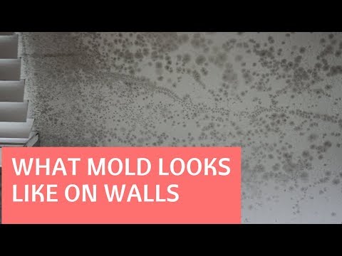 What Does Mold Look Like on Wall: Drywall - YouTube
