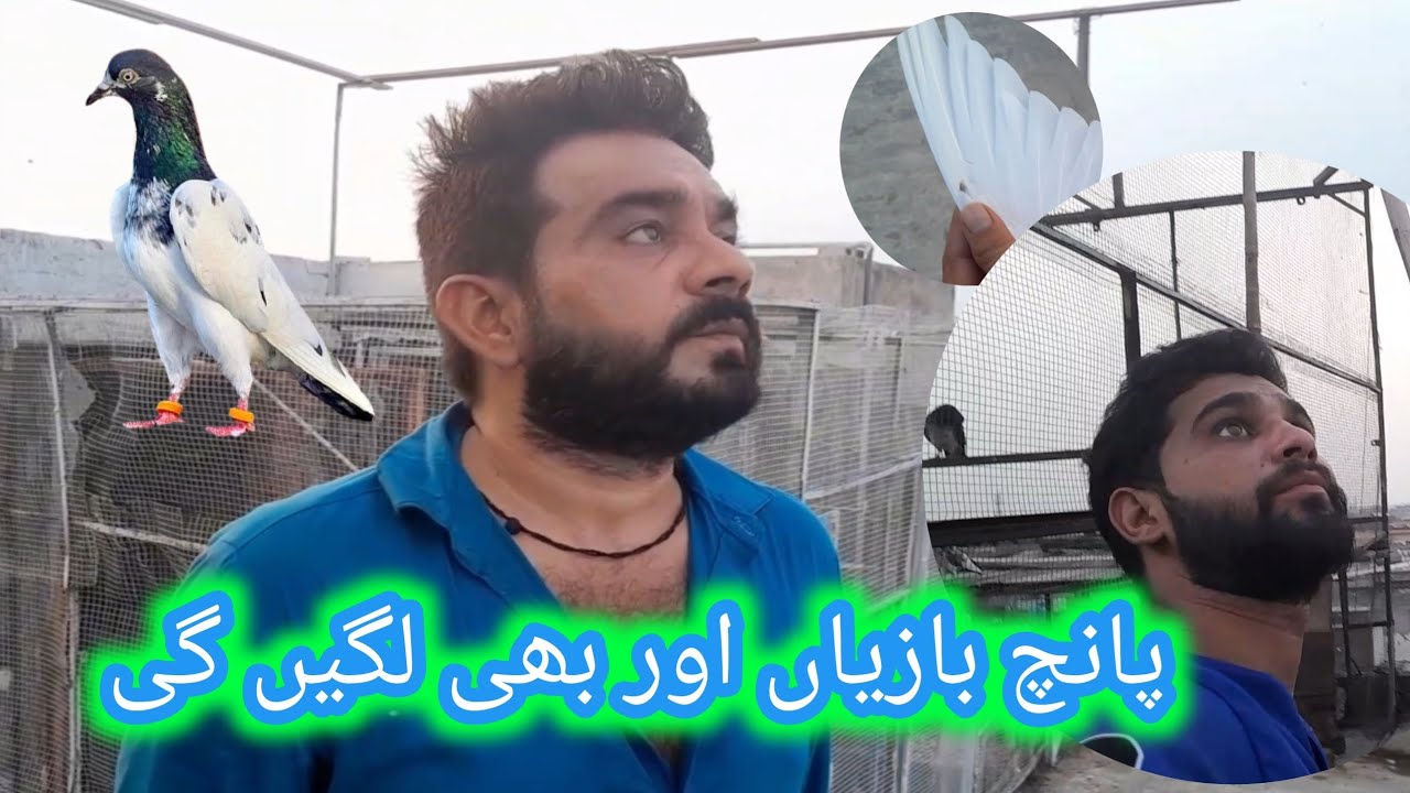 Comando kabootari🕊 b ajye gi bazi k lye baby pigeon to bonus hai - YouTube