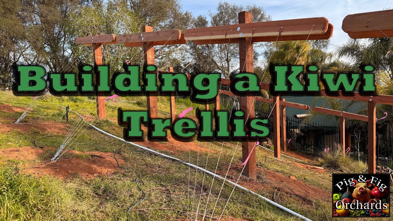 Building a Kiwi Trellis - YouTube