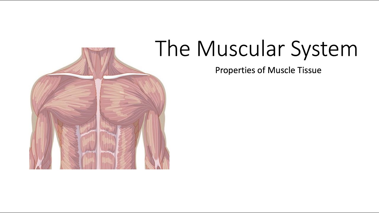 The Muscular System Properties of Muscle Tissue - YouTube
