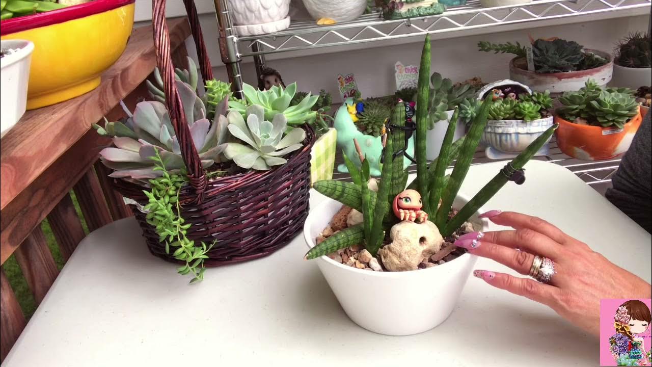 Si tienes estas plantas cuídalas muy bien son un tesoro en casa🏠 - YouTube