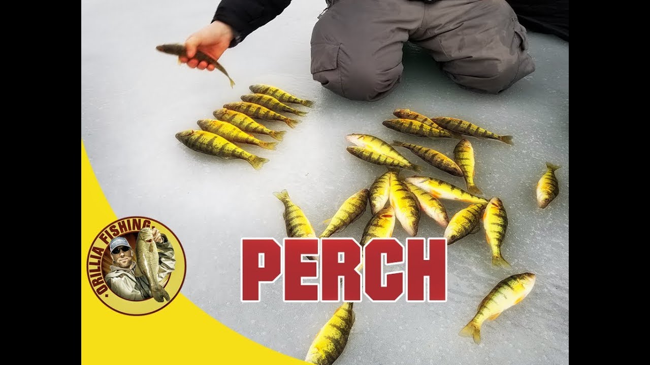 How to Early Ice Perch Fish on Lake Couchiching | December 20 2018 ...