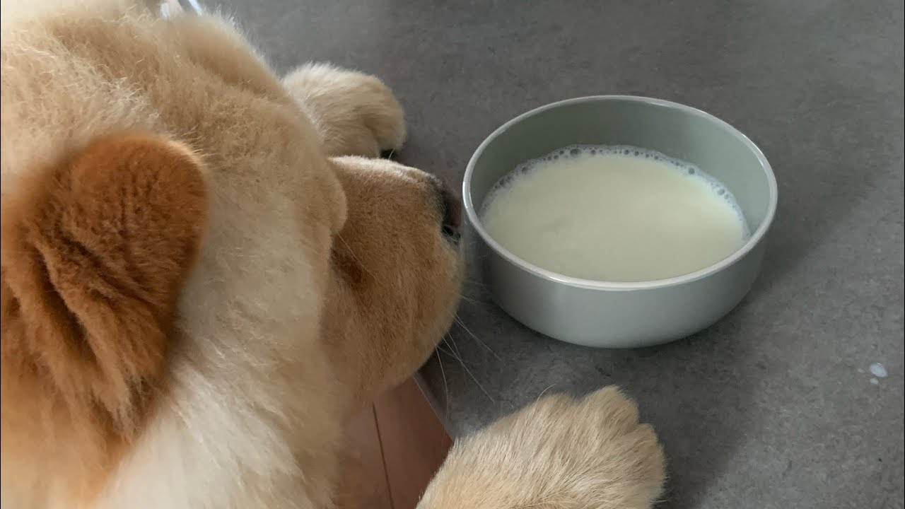 Chow Drinking Milk - YouTube