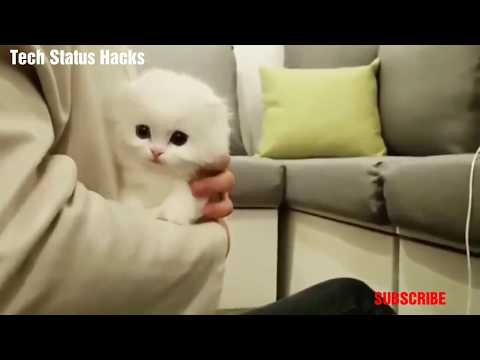 cutest whatsapp status video 😚😍 cute cats funny and heart touching😚😍😚