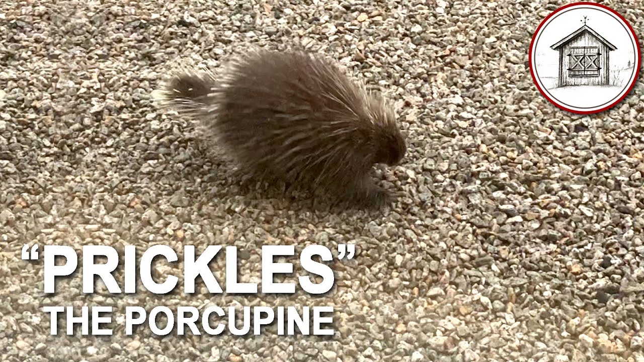 Meet Prickles the Porcupine - YouTube