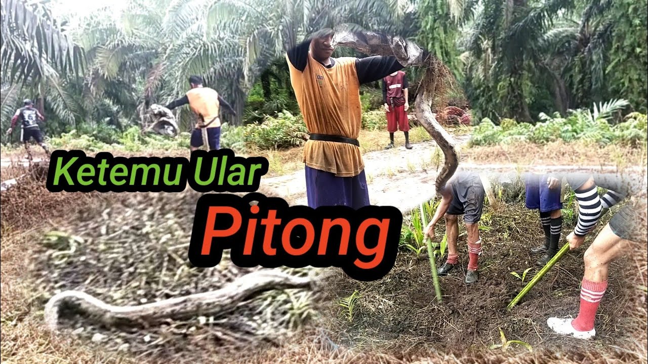 Mencari Ular pitong pendek "RIPONG" - YouTube