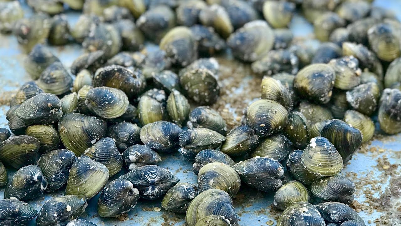 Cambodian Sun Dried Clams | Leas Hal លៀសហាល USA - YouTube