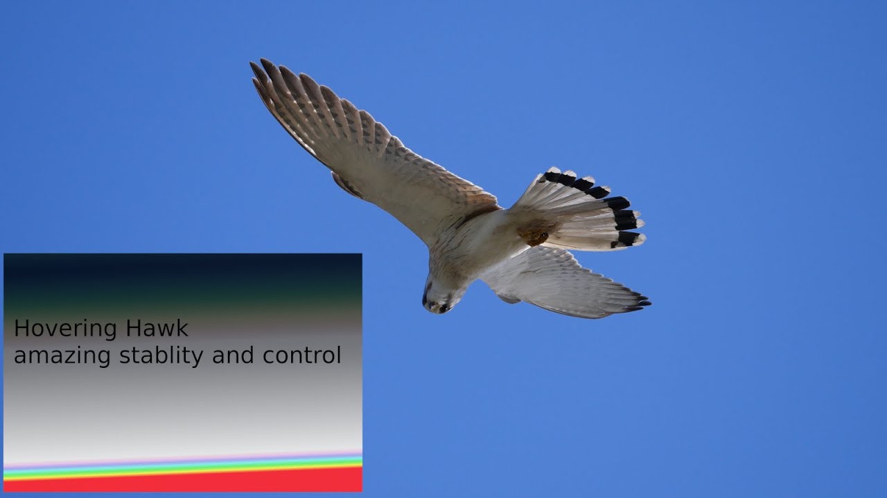 Amazing hovering HAWK - YouTube