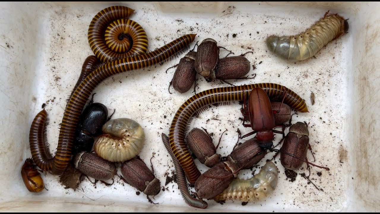 Many Bugs Beetles, Scary Sweet Giant Millipedes, Huge Worms, One ...