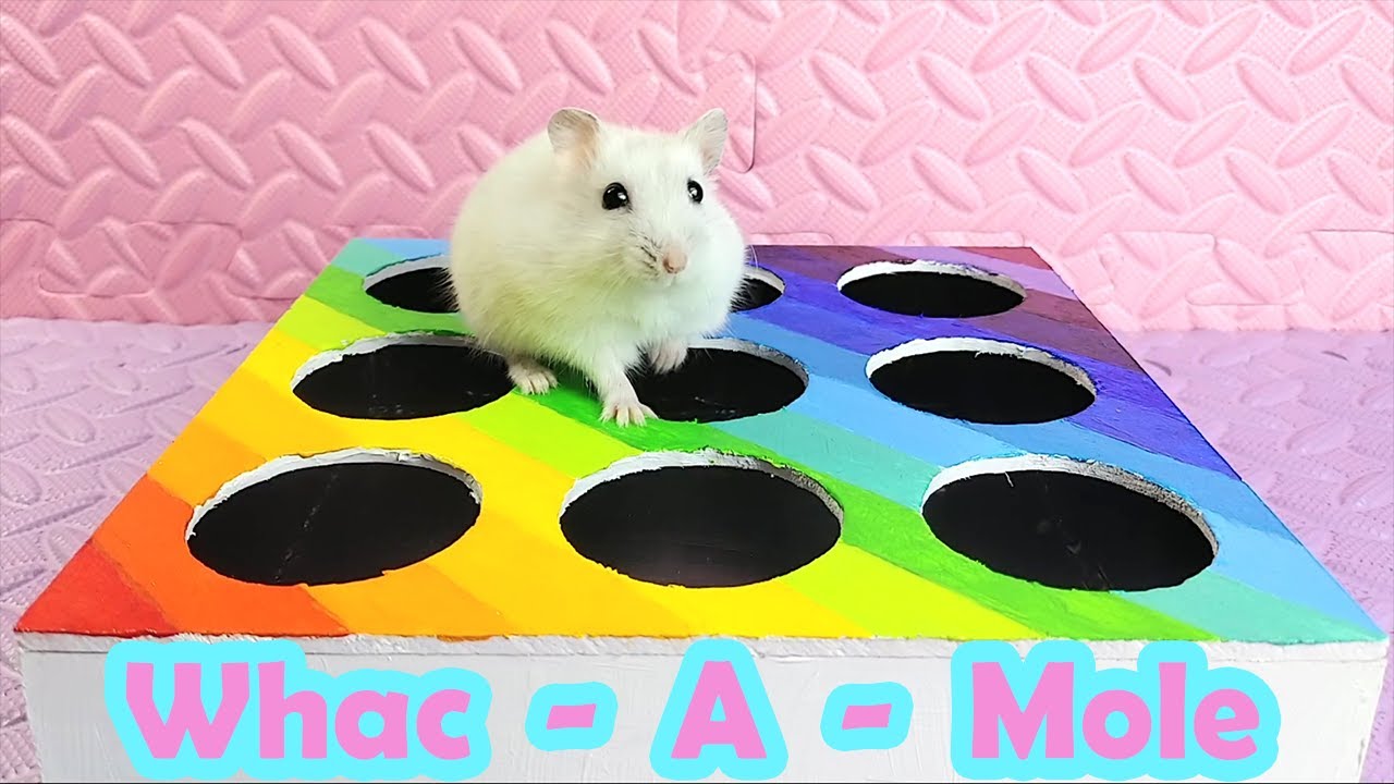 Hamster Maze Obstacle Course Whac A Mole Youtube