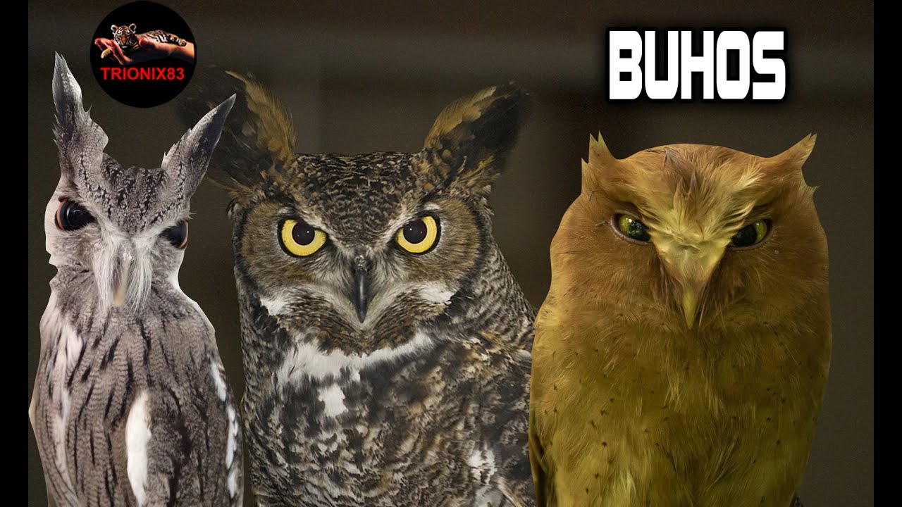 EL BUHO MAS GRANDE DEL MUNDO ¿Quién es el mas grande? - YouTube