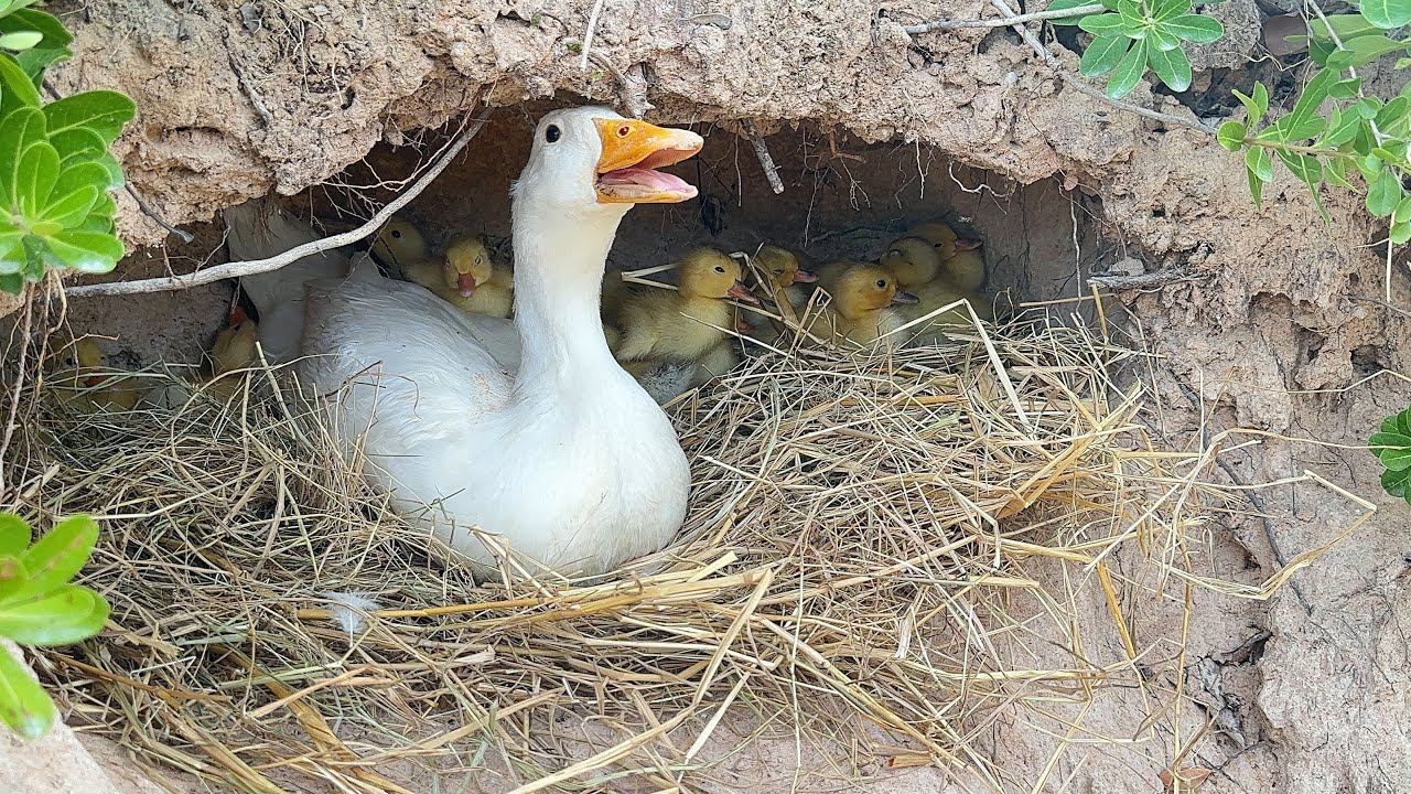 Amazing Pekin Ducking 45 Hatching From Eggs - Nee Baby Duck - YouTube